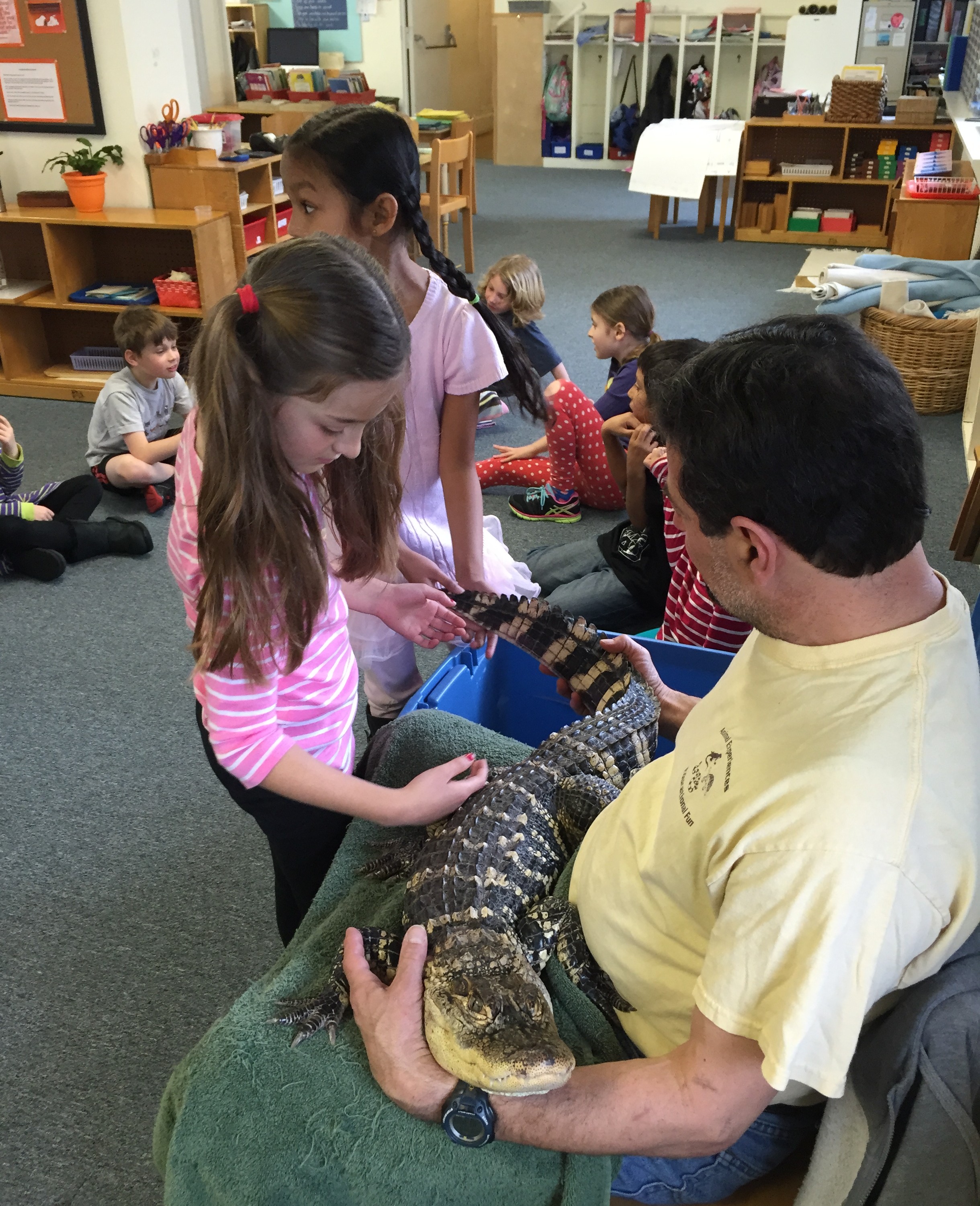 American alligator - Montessori Children's House